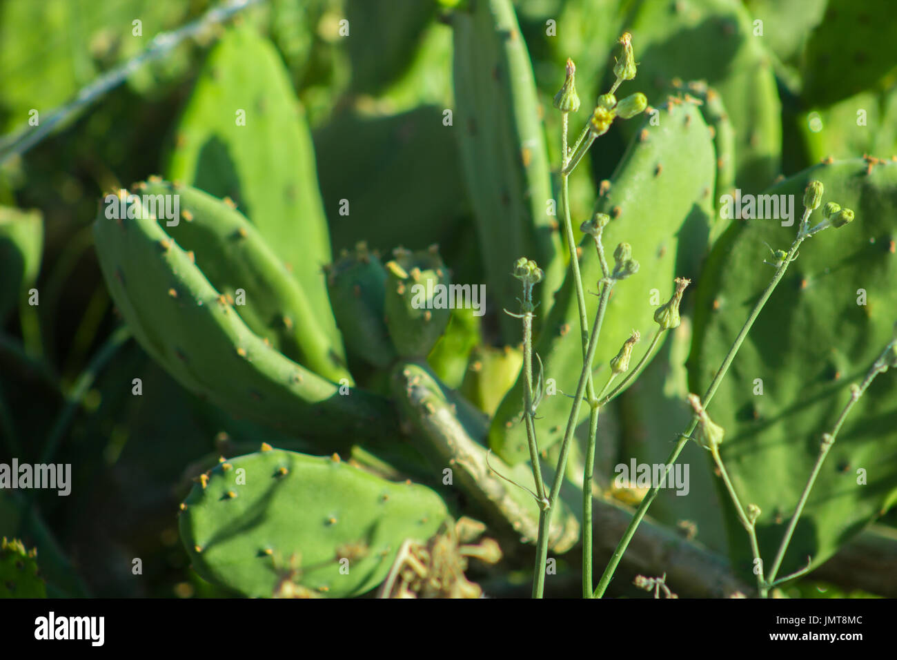Beautiful Spring Flowers Blooming under the Sun, Different Types of ...