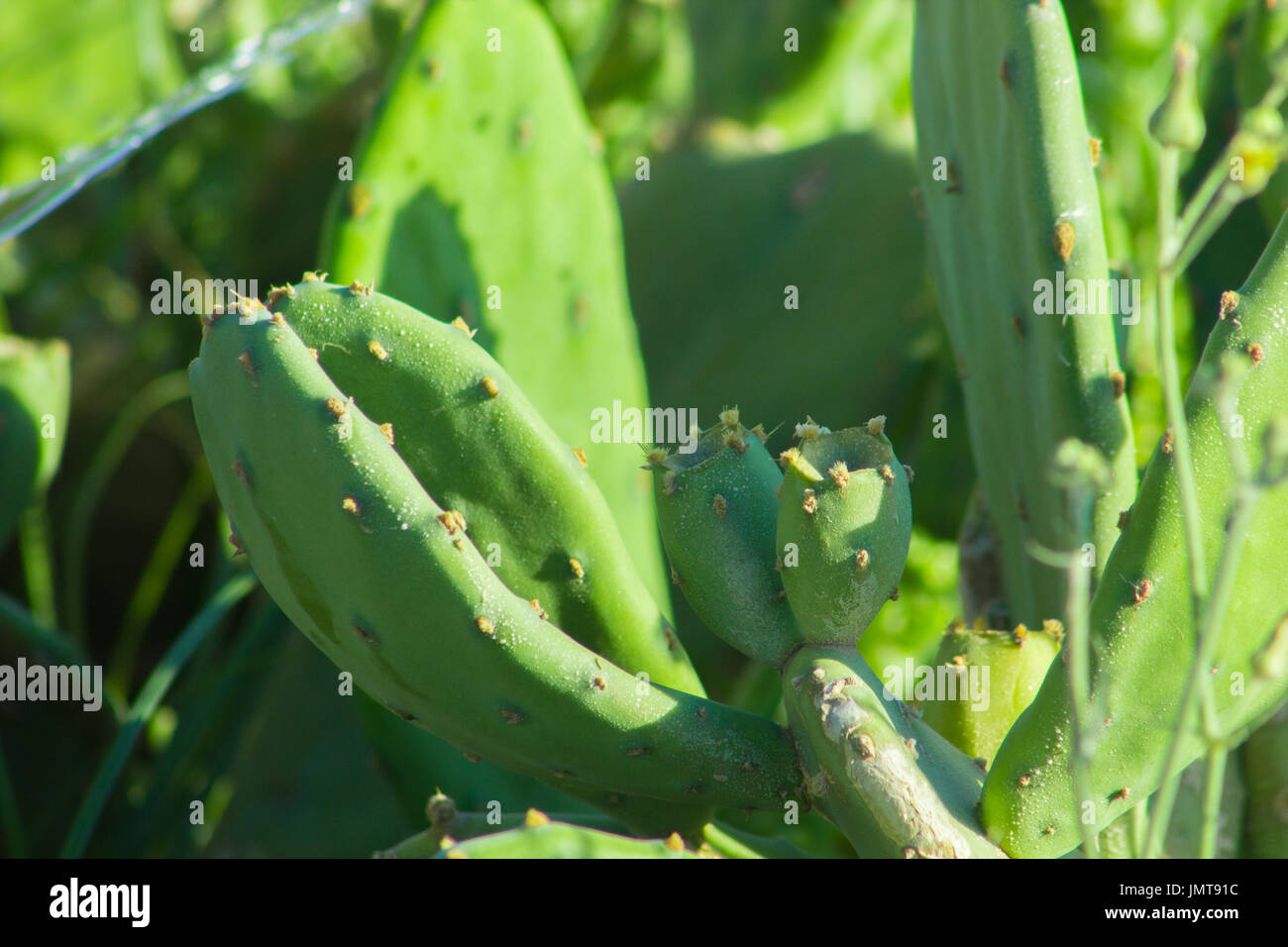 Beautiful Spring Flowers Blooming under the Sun, Different Types of ...