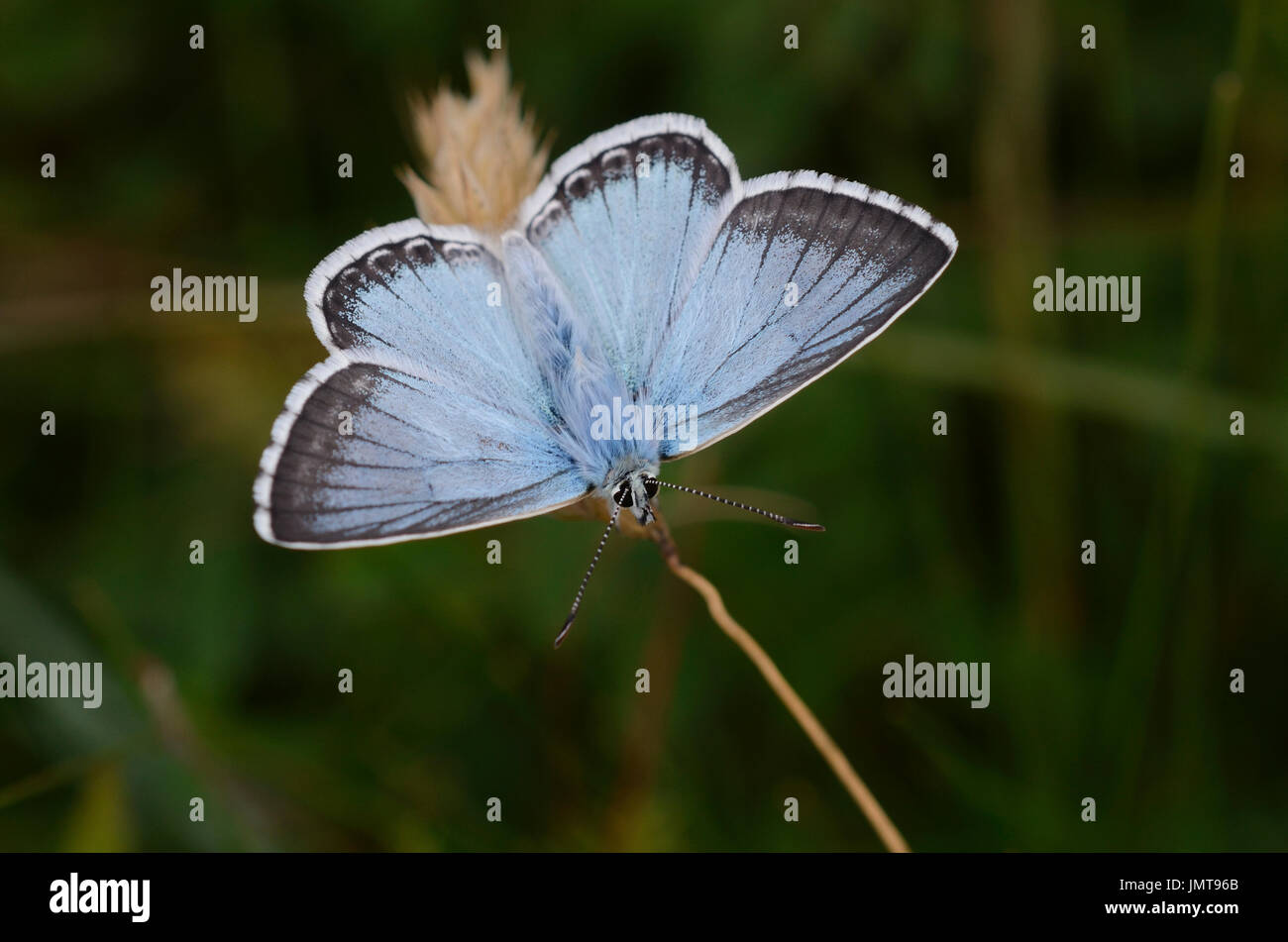 CHALKHILL BLUE BUTTERFLY Stock Photo - Alamy