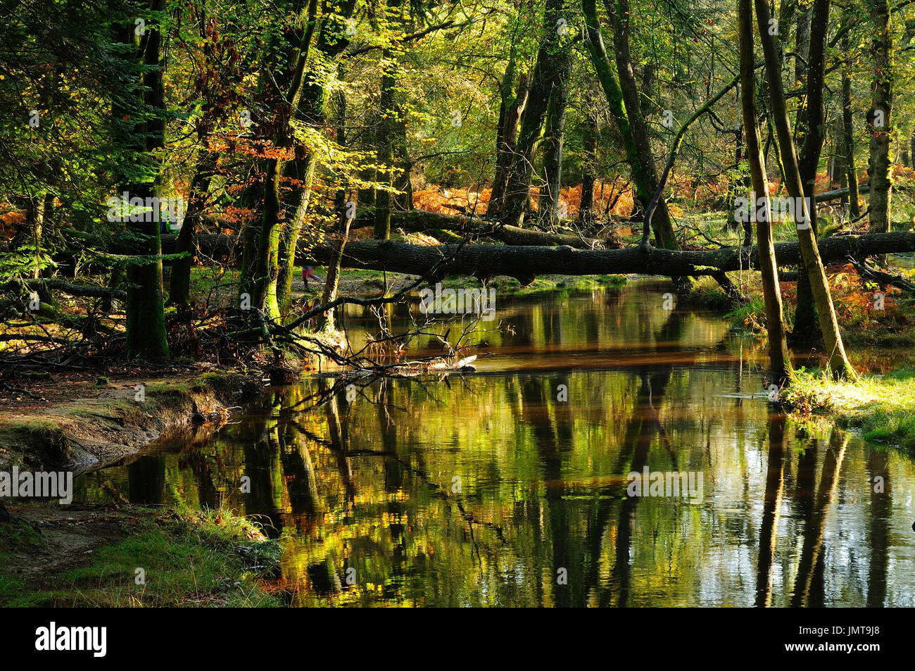 Blackwater Brook, New Forest National Park, UK Stock Photo - Alamy