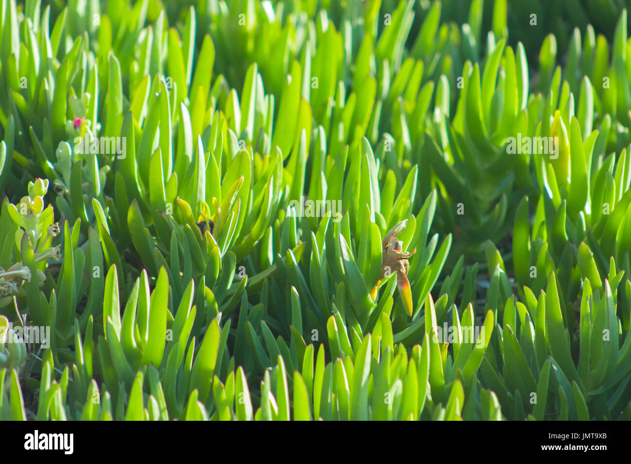 Beautiful Spring Flowers Blooming under the Sun, Different Types of ...