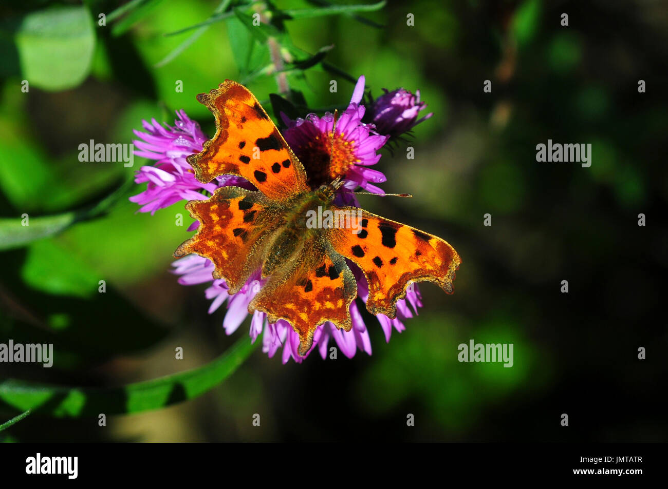 Comma species hi-res stock photography and images - Alamy