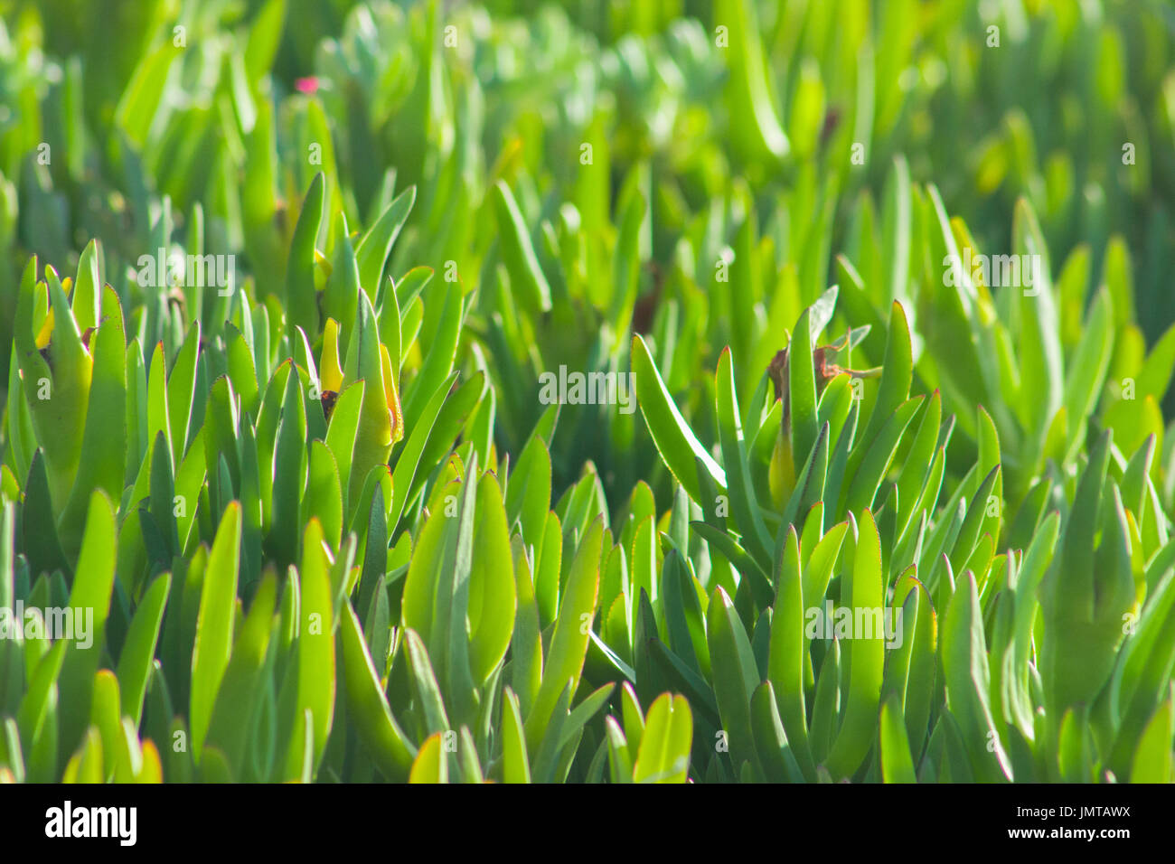 Beautiful Spring Flowers Blooming under the Sun, Different Types of ...