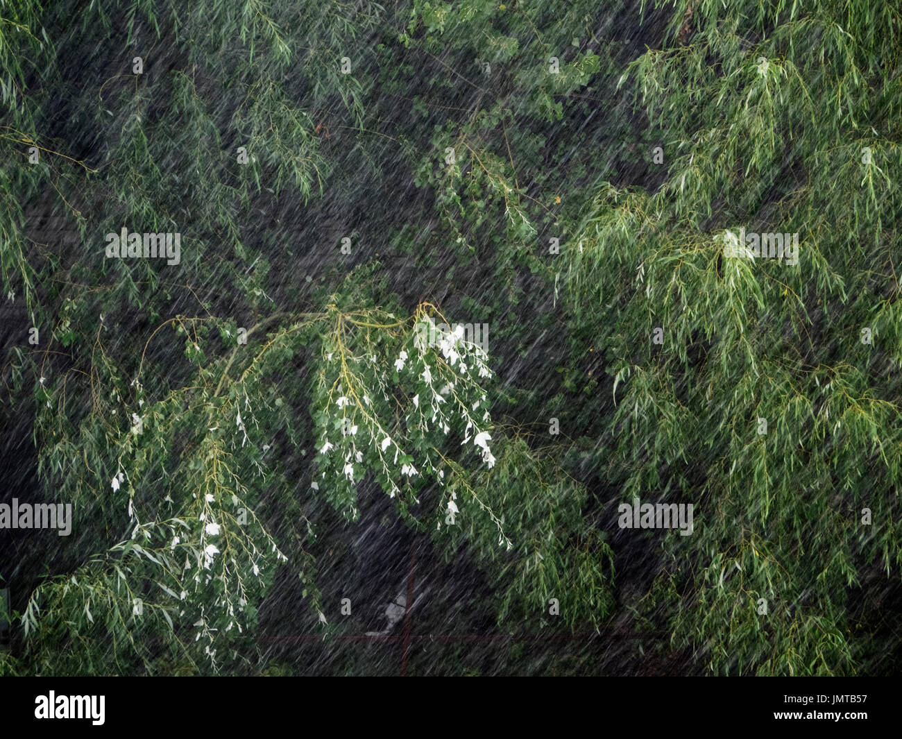 Willow in the Rain Stock Photo - Alamy
