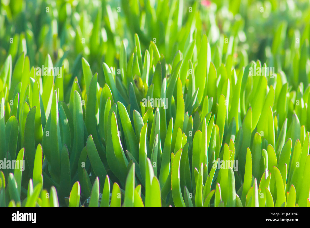 Beautiful Spring Flowers Blooming under the Sun, Different Types of ...