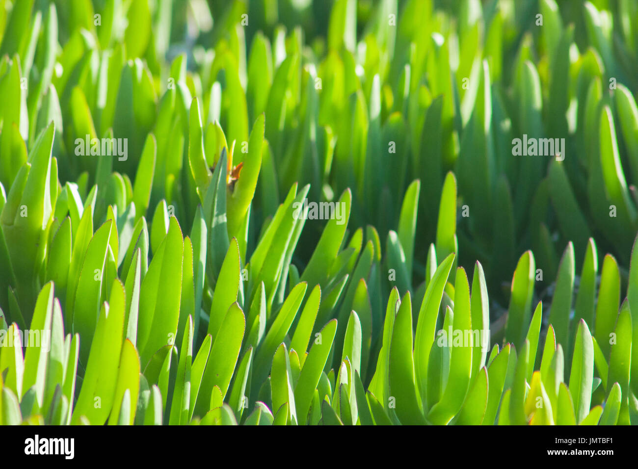 Beautiful Spring Flowers Blooming under the Sun, Different Types of ...