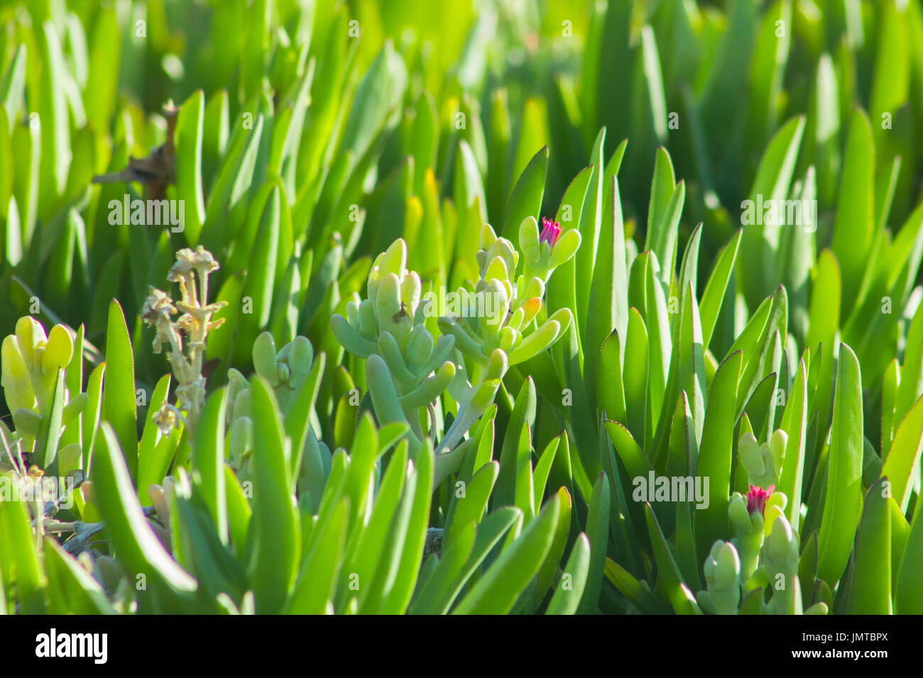 Beautiful Spring Flowers Blooming under the Sun, Different Types of ...