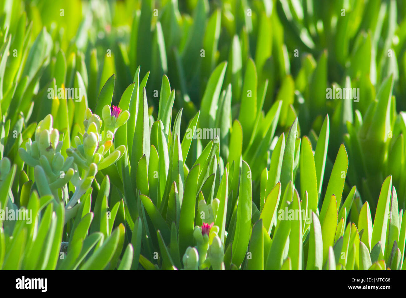 Beautiful Spring Flowers Blooming under the Sun, Different Types of ...