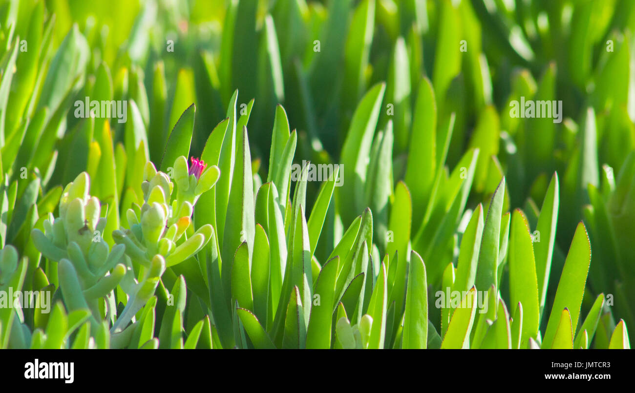 Beautiful Spring Flowers Blooming under the Sun, Different Types of ...