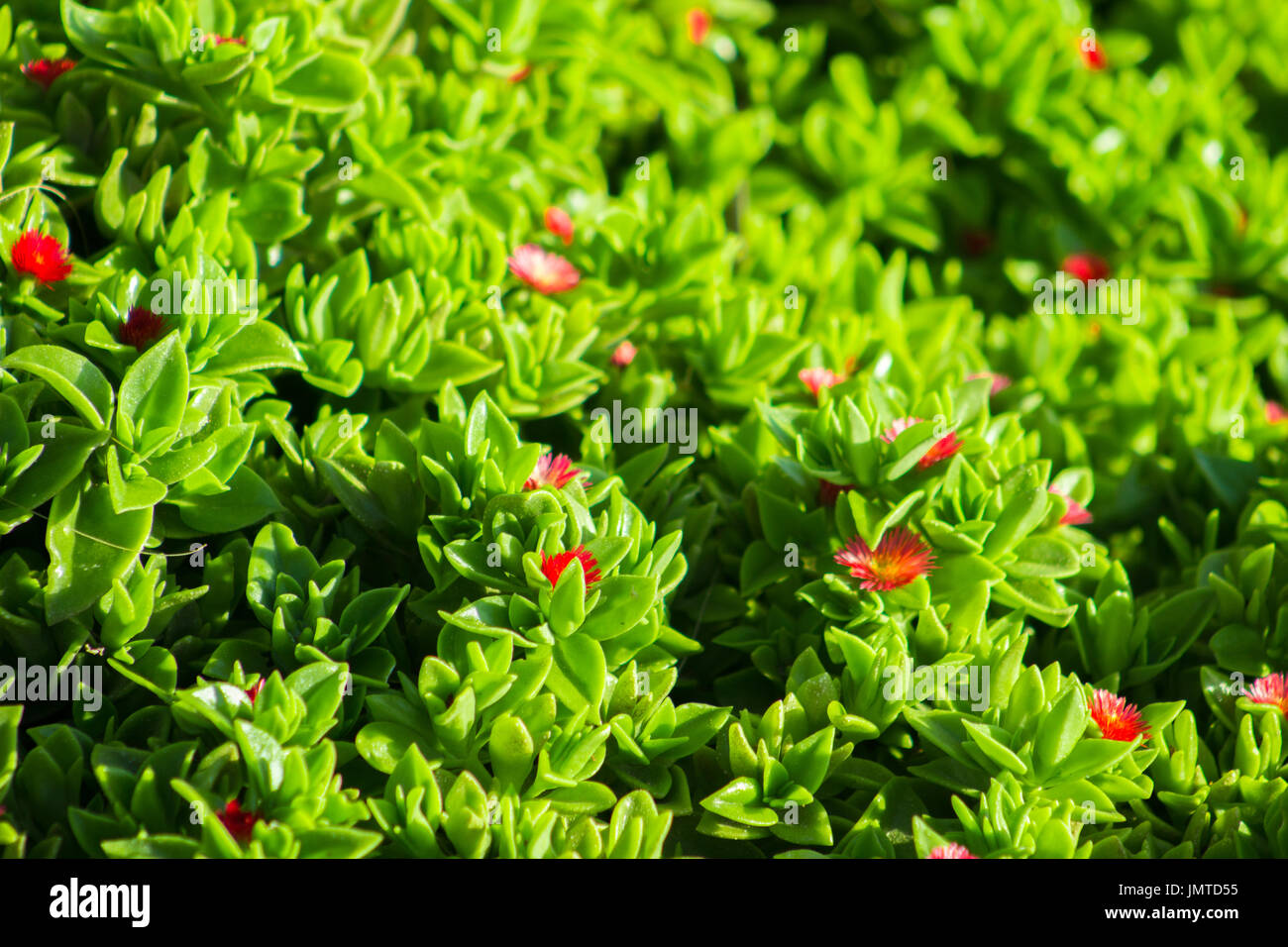 Beautiful Spring Flowers Blooming under the Sun, Different Types of ...