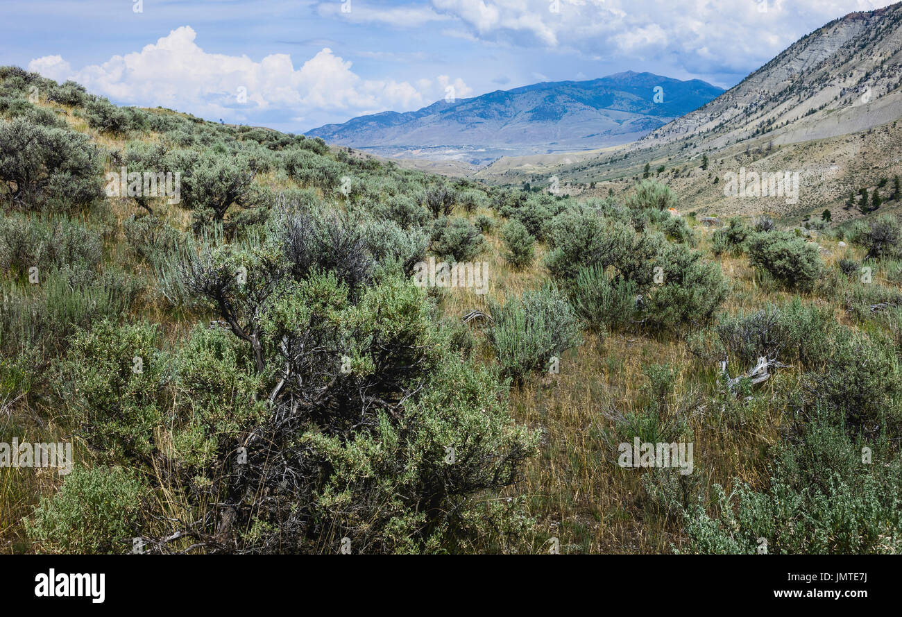 The arid landscape of the prairies with sagebrush, mountains, grasses ...