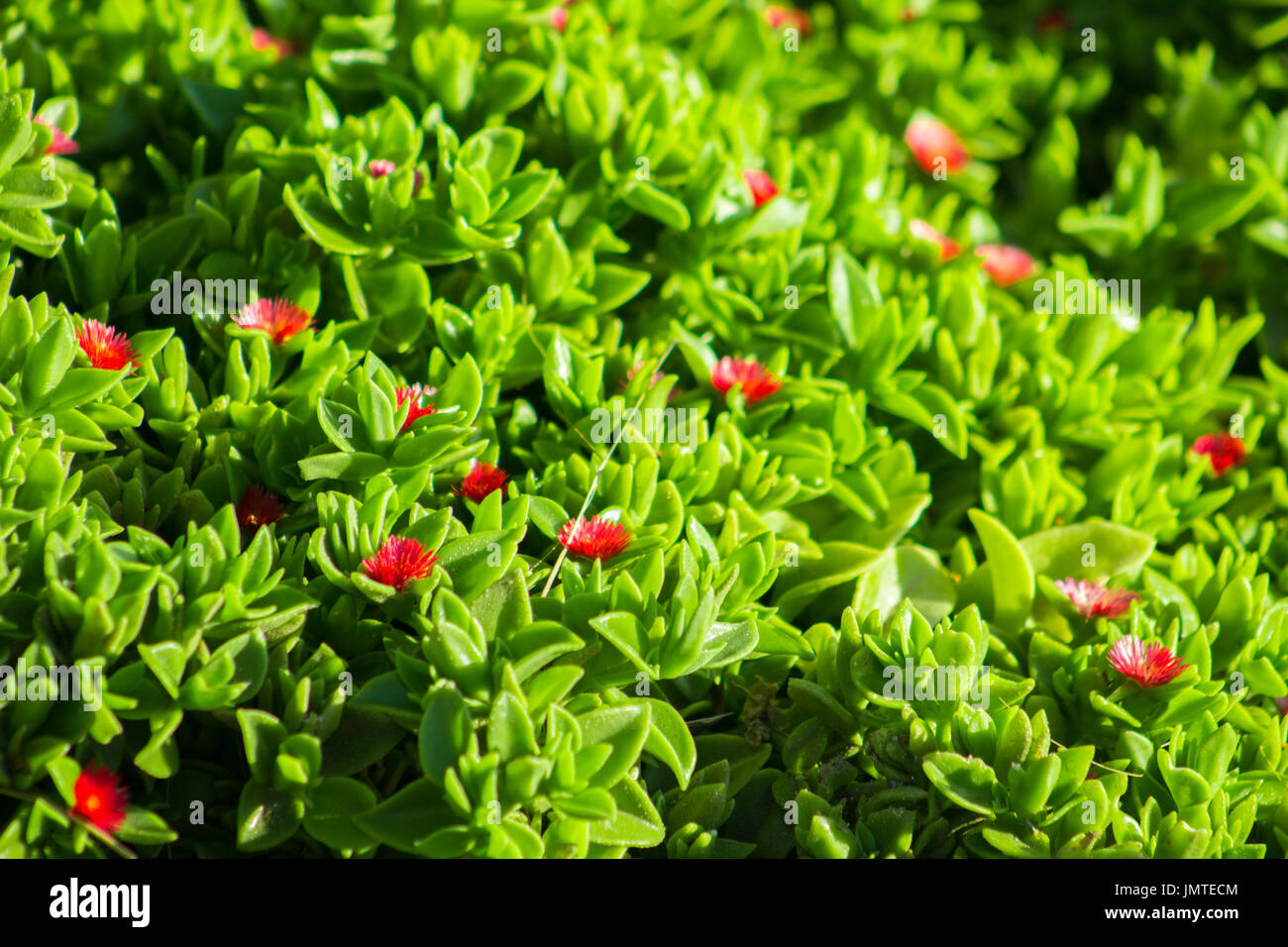 Beautiful Spring Flowers Blooming under the Sun, Different Types of ...