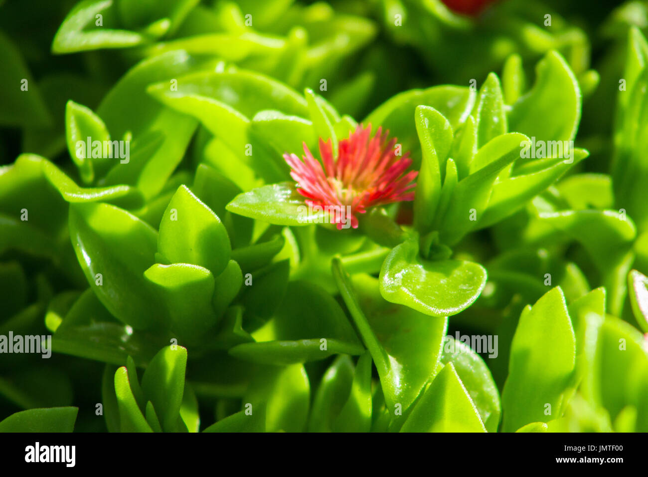 Beautiful Spring Flowers Blooming under the Sun, Different Types of ...