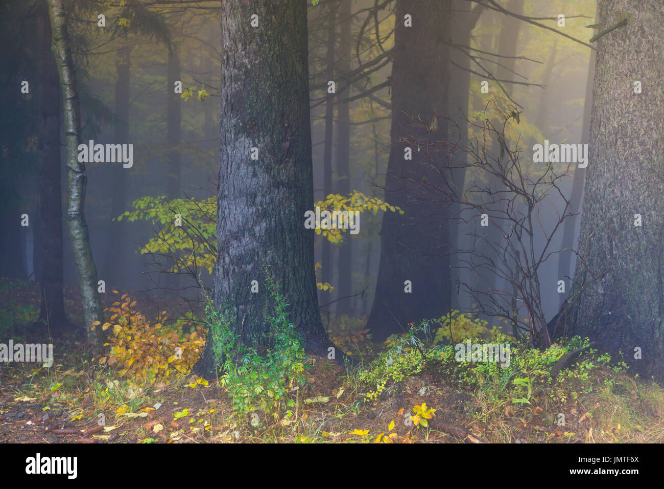 Mysterious autumn forest with different color trees and dense fog in ...