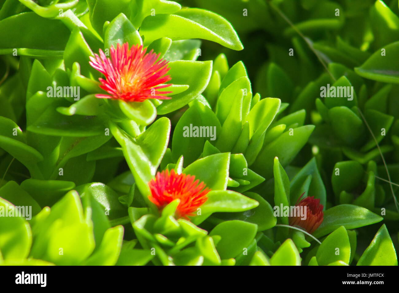 Beautiful Spring Flowers Blooming under the Sun, Different Types of ...