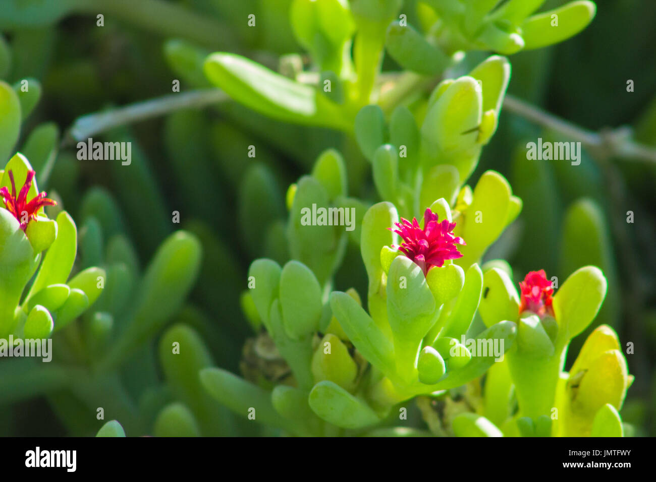 Beautiful Spring Flowers Blooming under the Sun, Different Types of ...