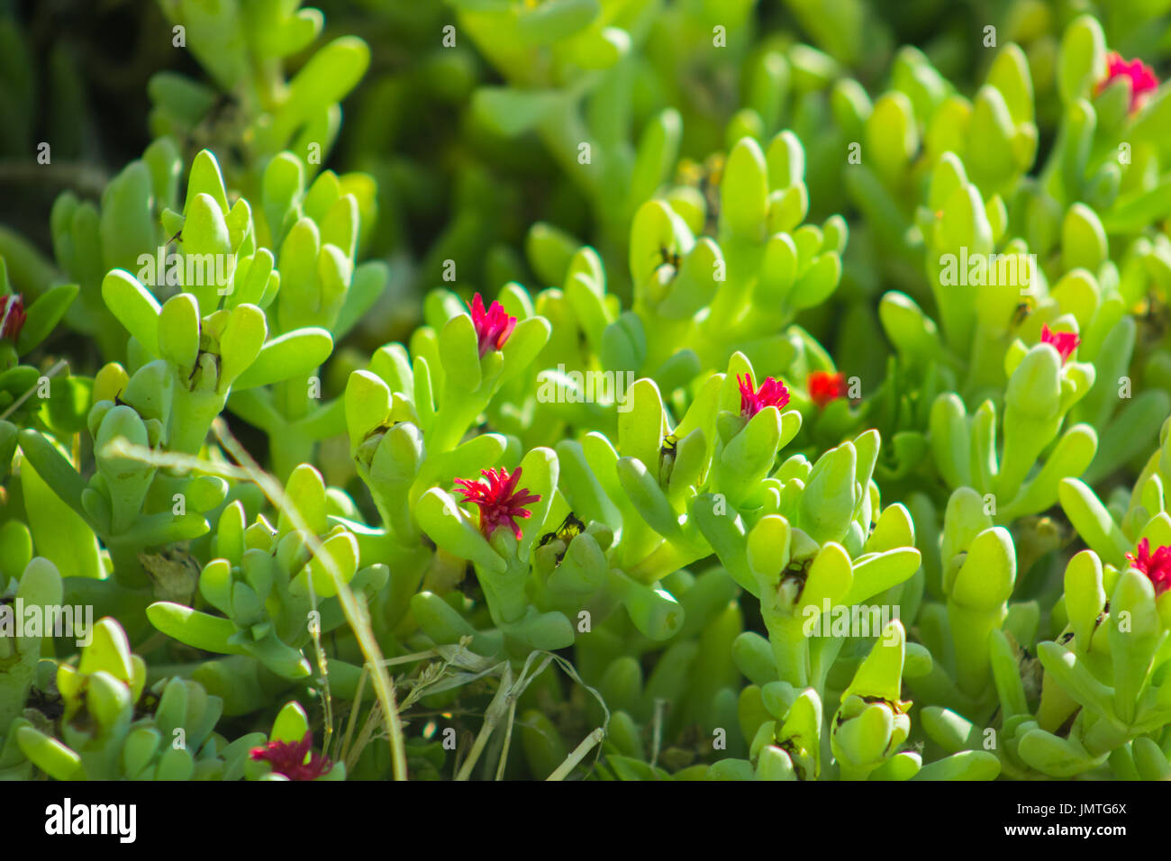Beautiful Spring Flowers Blooming under the Sun, Different Types of ...