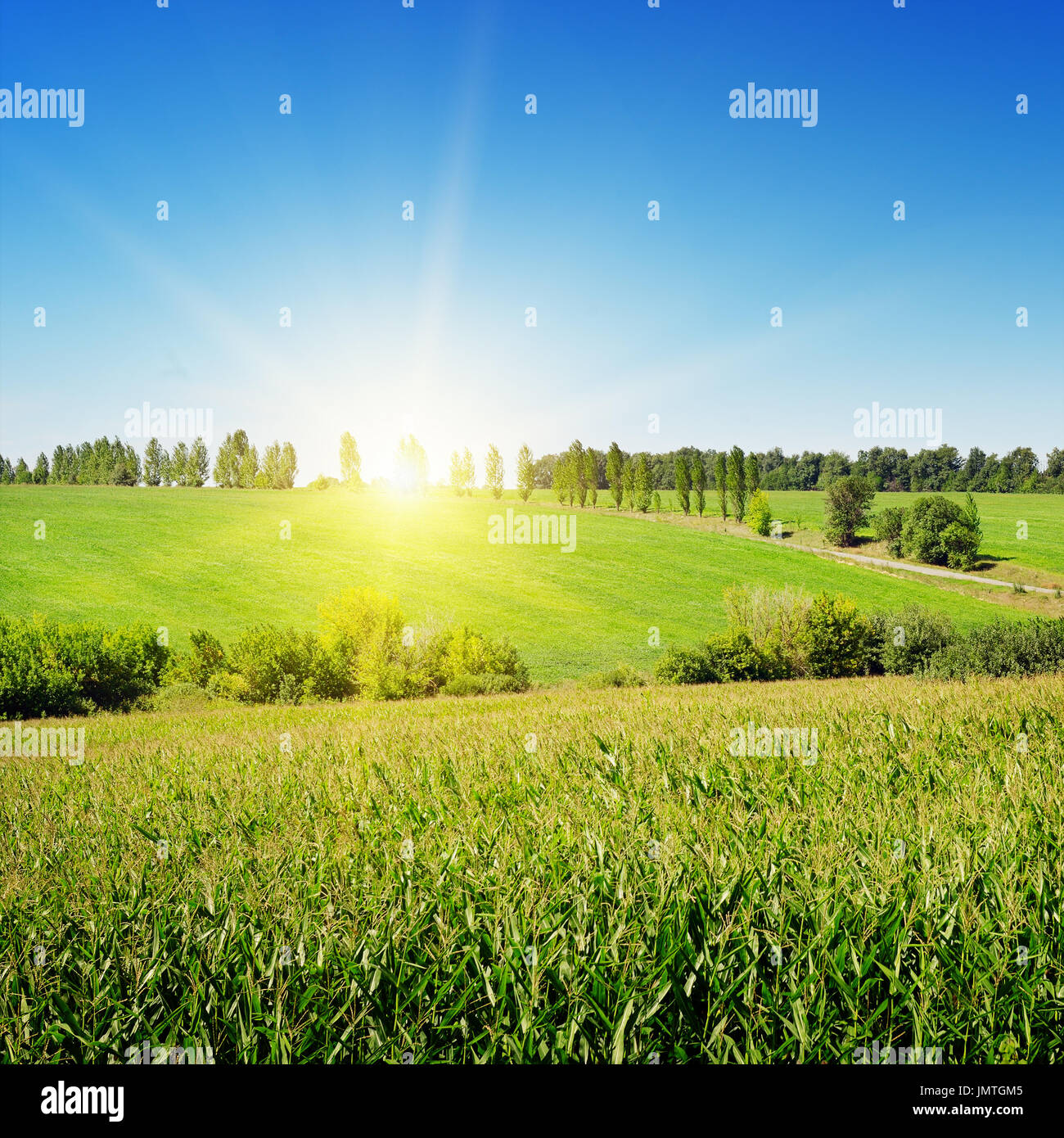 Maize sunrise hi-res stock photography and images - Alamy