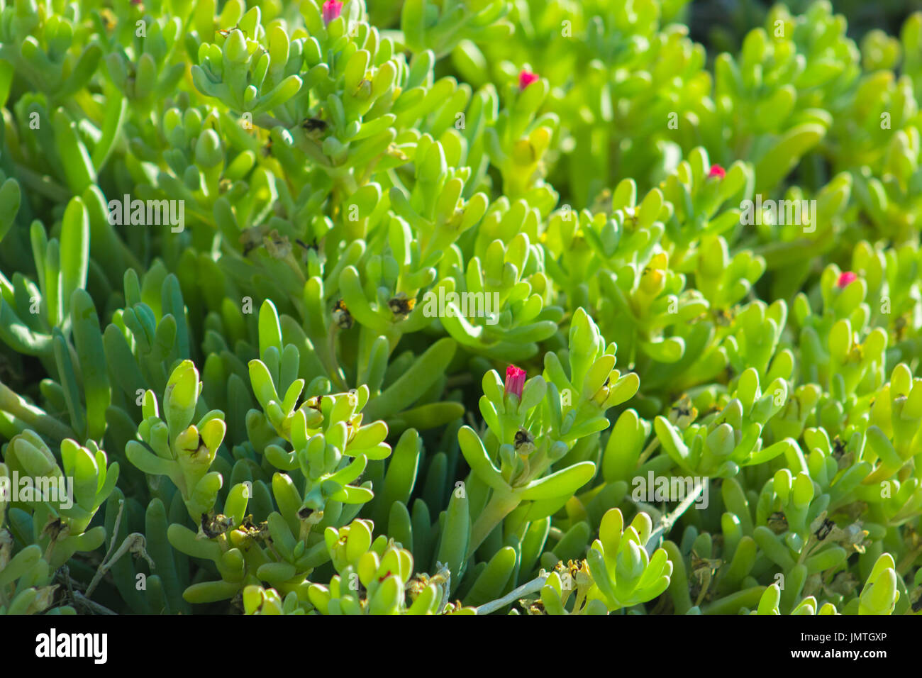 Beautiful Spring Flowers Blooming under the Sun, Different Types of ...