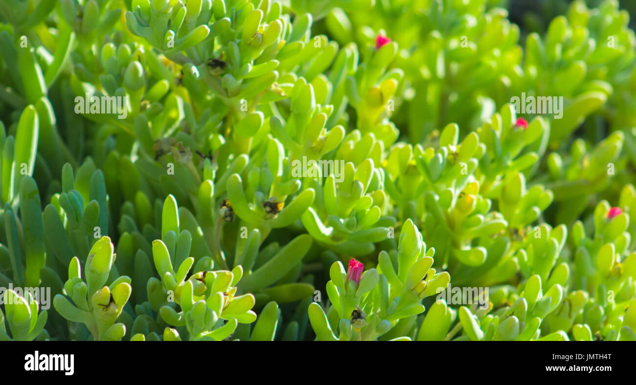 Beautiful Spring Flowers Blooming under the Sun, Different Types of ...