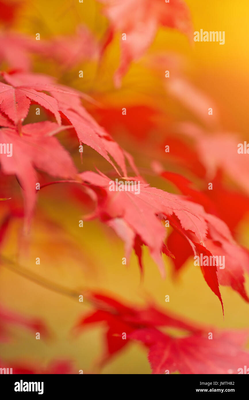 Red and Orange Autumn Leaves Background Stock Photo - Alamy