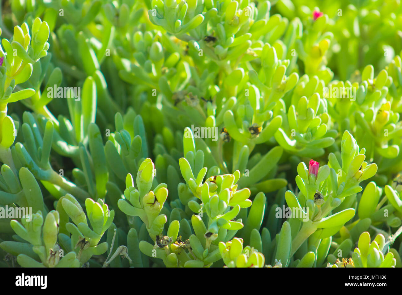 Beautiful Spring Flowers Blooming under the Sun, Different Types of ...