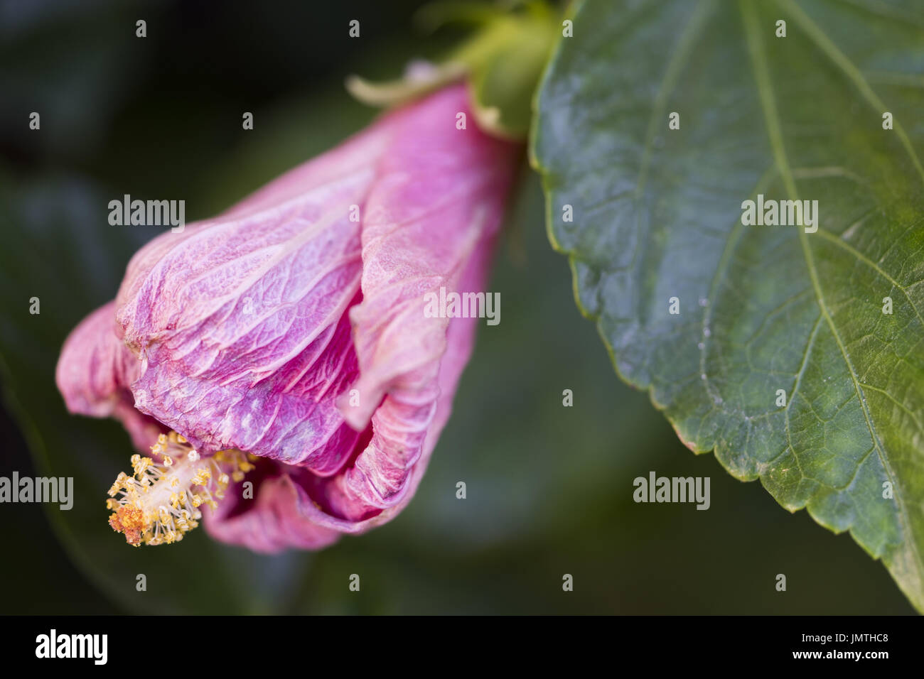 China rose flower hi-res stock photography and images - Alamy