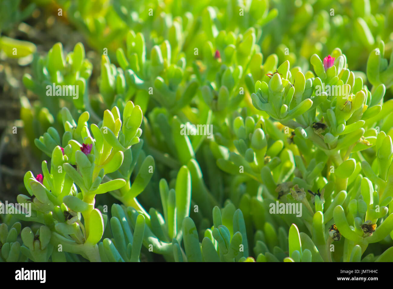 Beautiful Spring Flowers Blooming under the Sun, Different Types of ...
