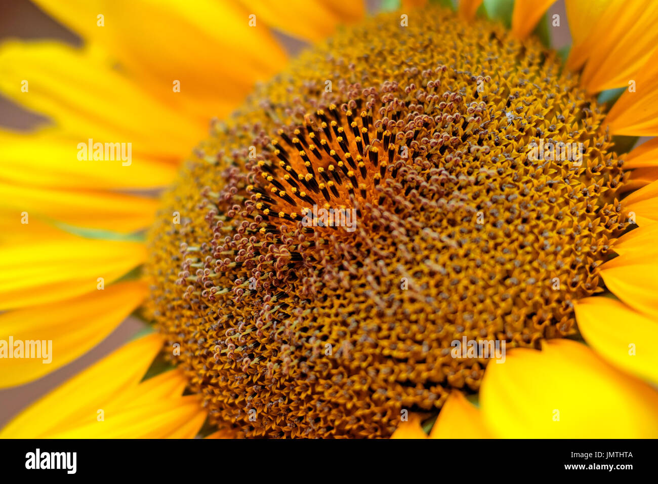 Fibonacci in nature hi-res stock photography and images - Alamy