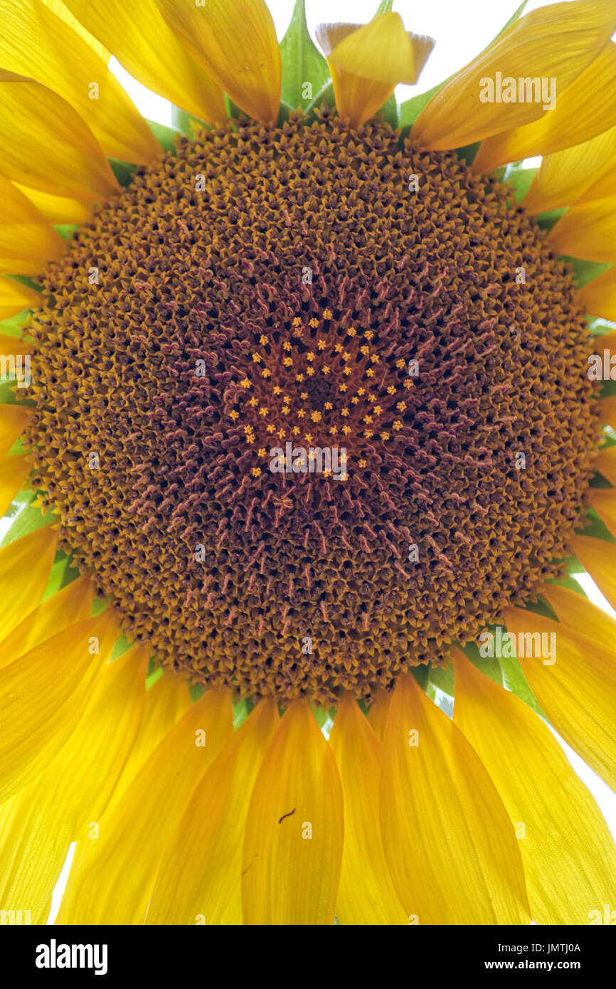 Golden angle hi-res stock photography and images - Alamy