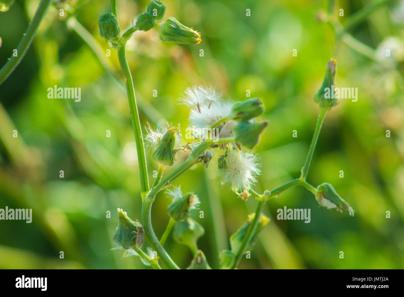 Beautiful Spring Flowers Blooming under the Sun, Different Types of ...