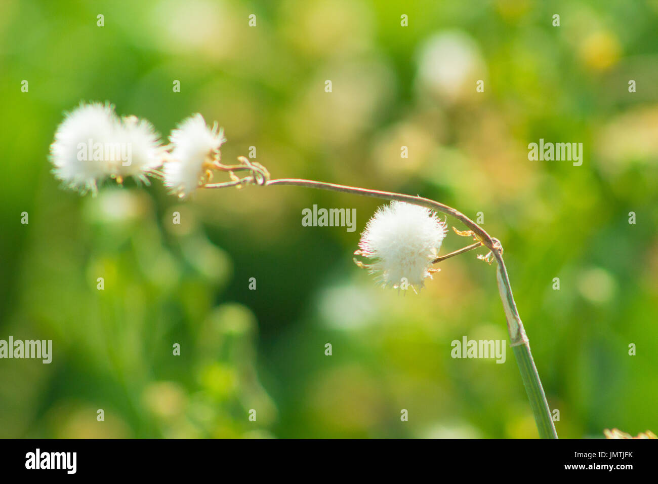 Beautiful Spring Flowers Blooming under the Sun, Different Types of ...