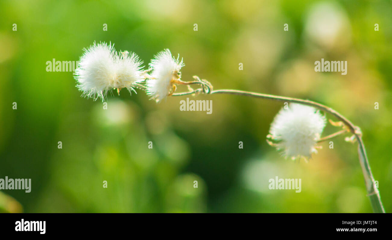 Beautiful Spring Flowers Blooming under the Sun, Different Types of ...