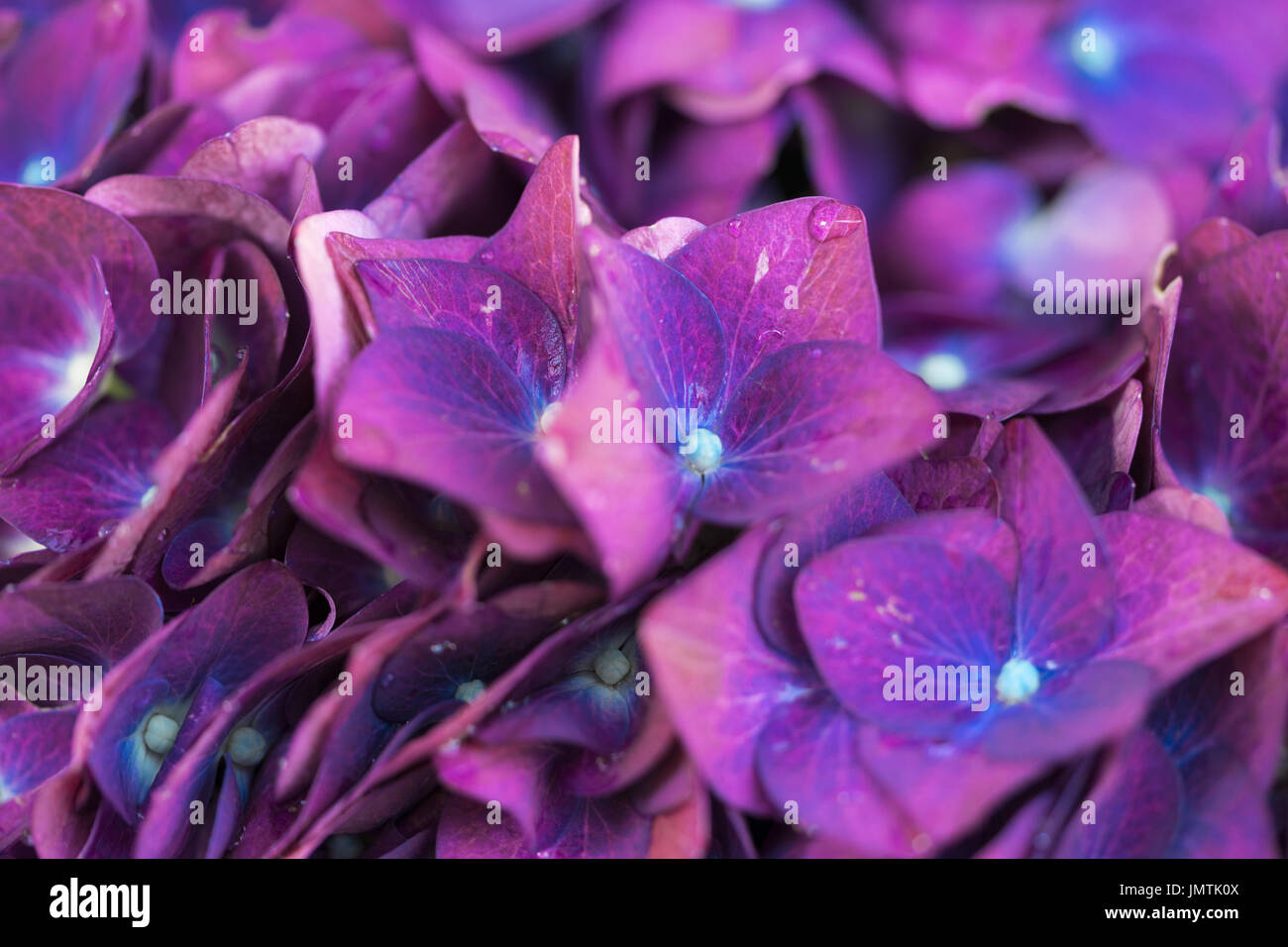 collection of beautiful blossoms of violets Stock Photo - Alamy