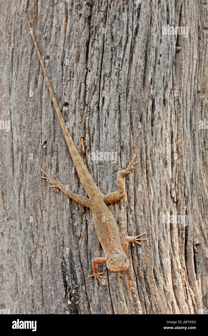 Changeable Lizard, male, Keoladeo Ghana national park, Rajasthan, India ...
