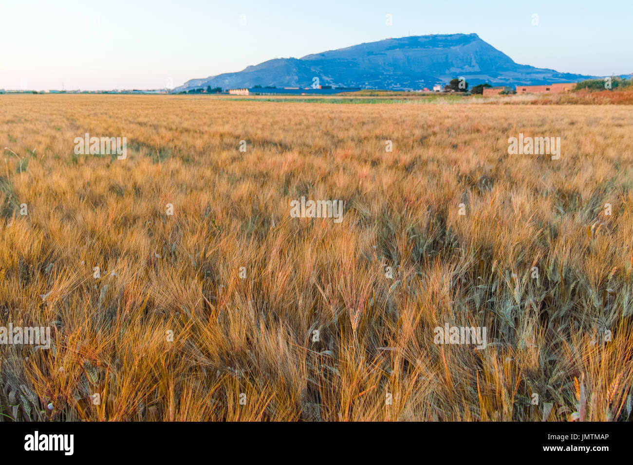 Yellow wheat grain ready for harvest growing in a farm field, Italy ...