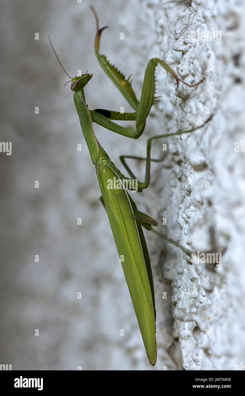 Beetle insect carnivore wildlife hi-res stock photography and images ...