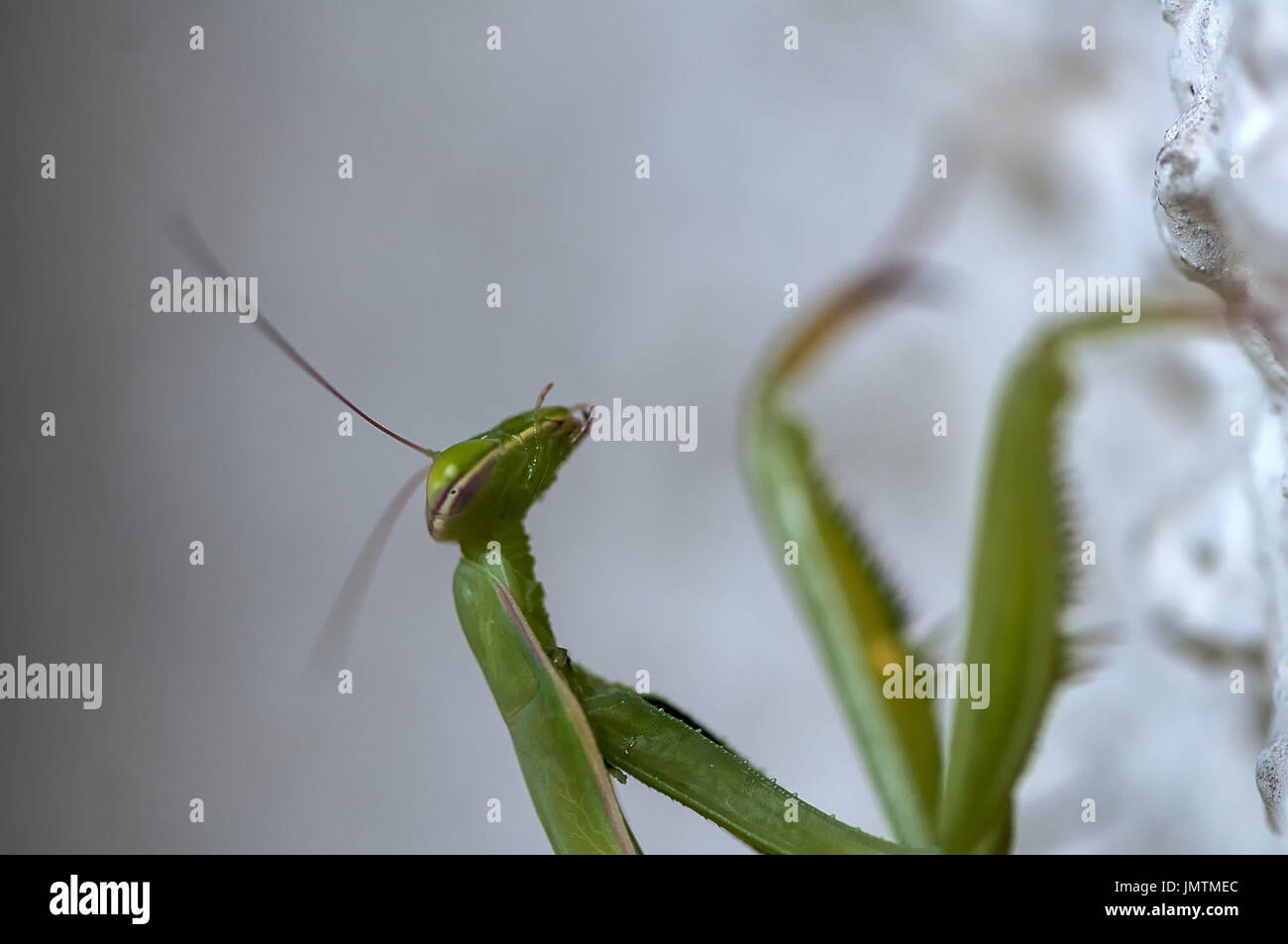 Closeup of a Praying Mantis climbing on a wall. Shallow depth of field ...