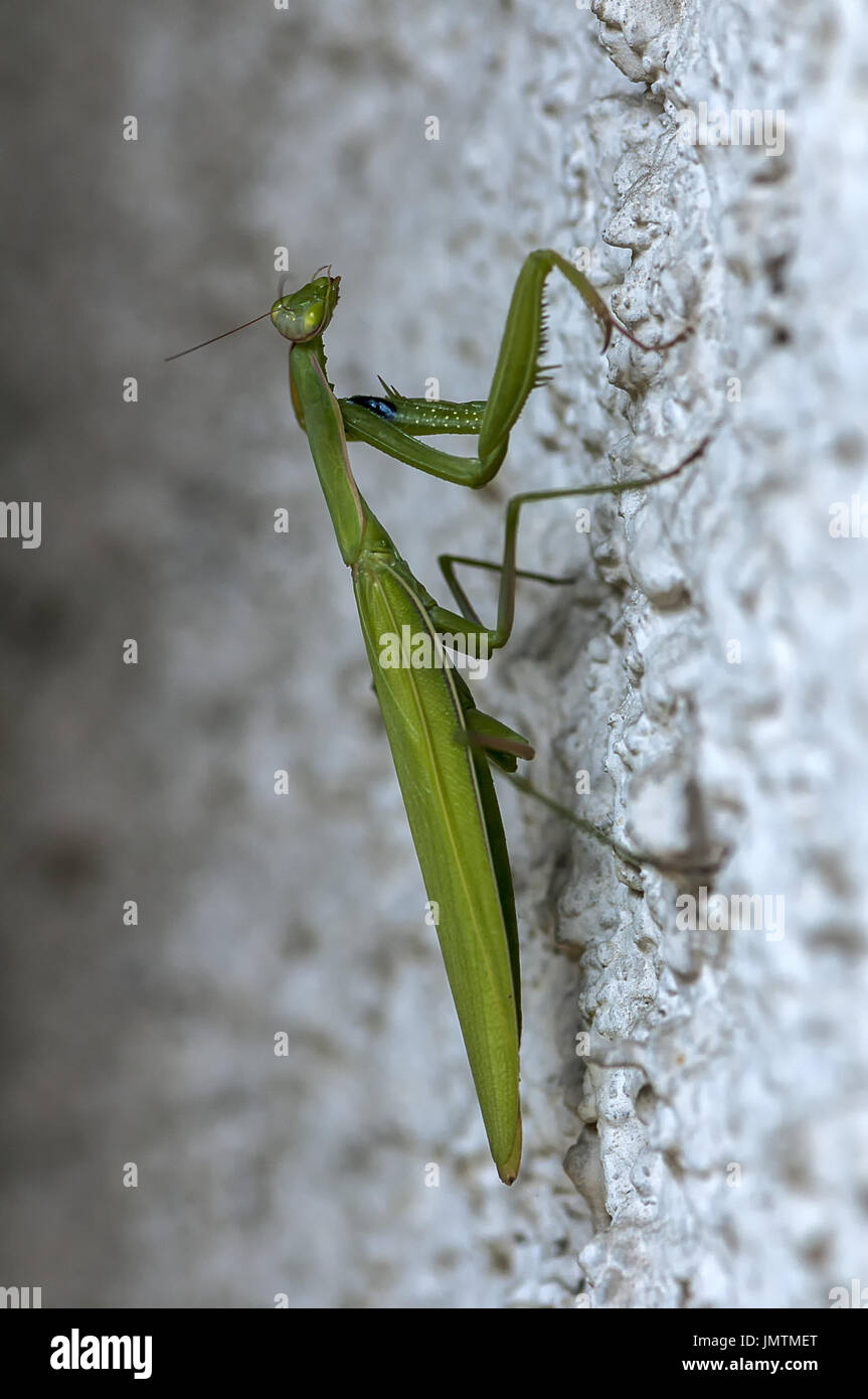 Insect climbing a wall hi-res stock photography and images - Alamy