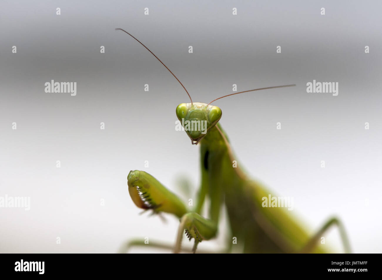 Closeup of a Praying Mantis. Shallow depth of field Stock Photo - Alamy