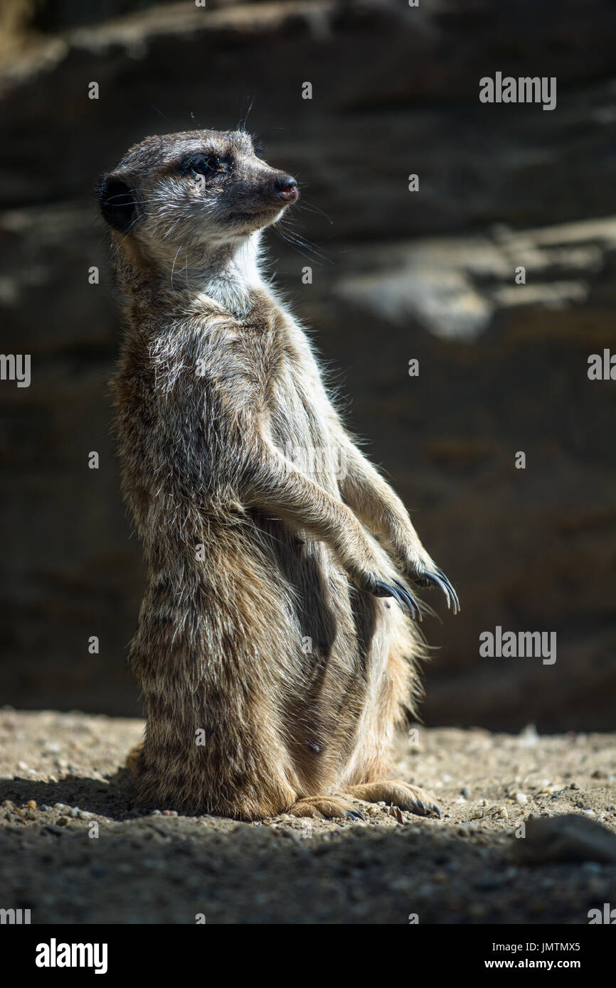 Balance stand hi-res stock photography and images - Alamy