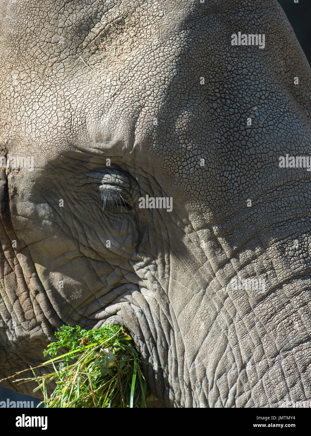 African elephant ear skin detail hi-res stock photography and images ...