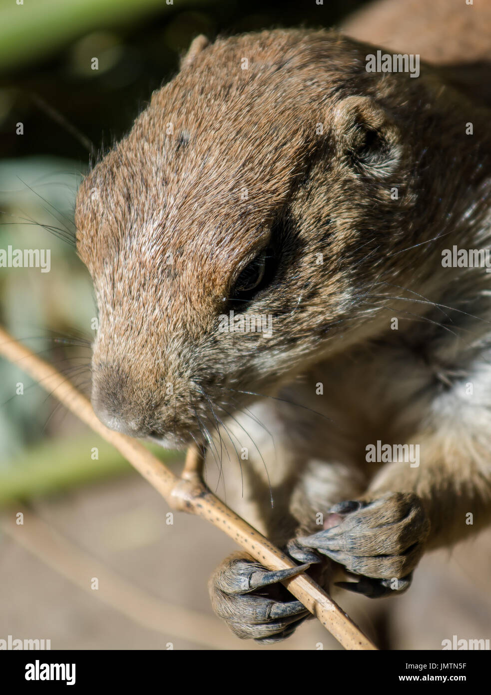 Prairie Dog Eating a Twig Stock Photo - Alamy