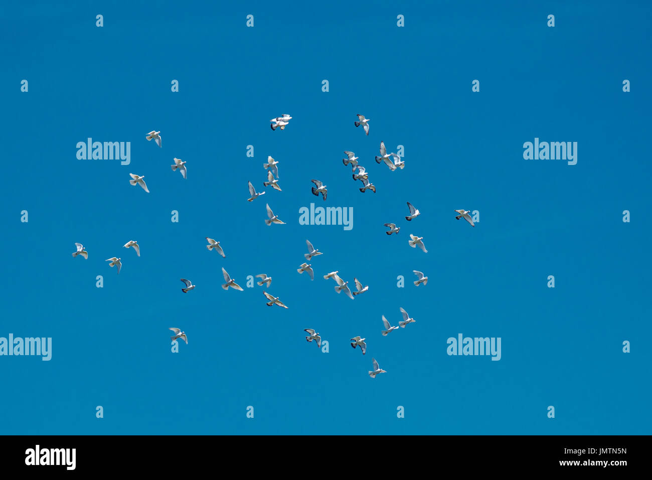 Flock of Pigeons Flying over the Sky Stock Photo - Alamy