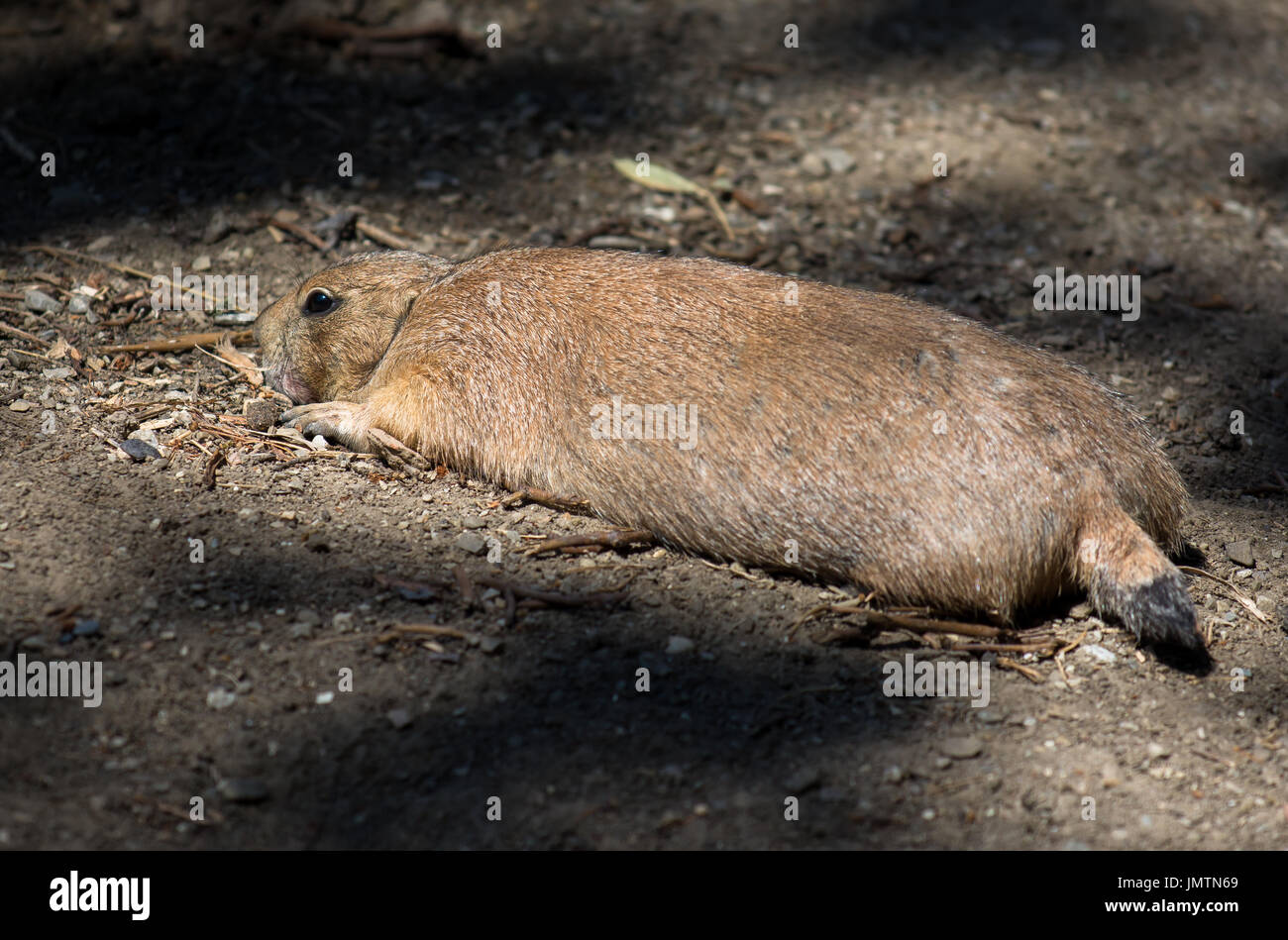 Exhausted rodent hi-res stock photography and images - Alamy