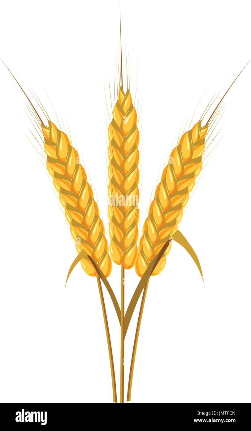 Wheat Pictures Cartoon