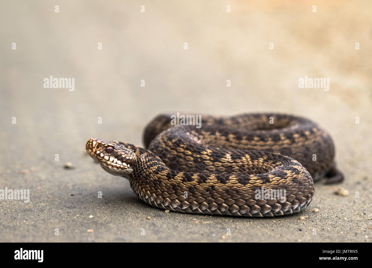 Brown female of Common European Adder, Vipera berus, on dirt road Stock ...