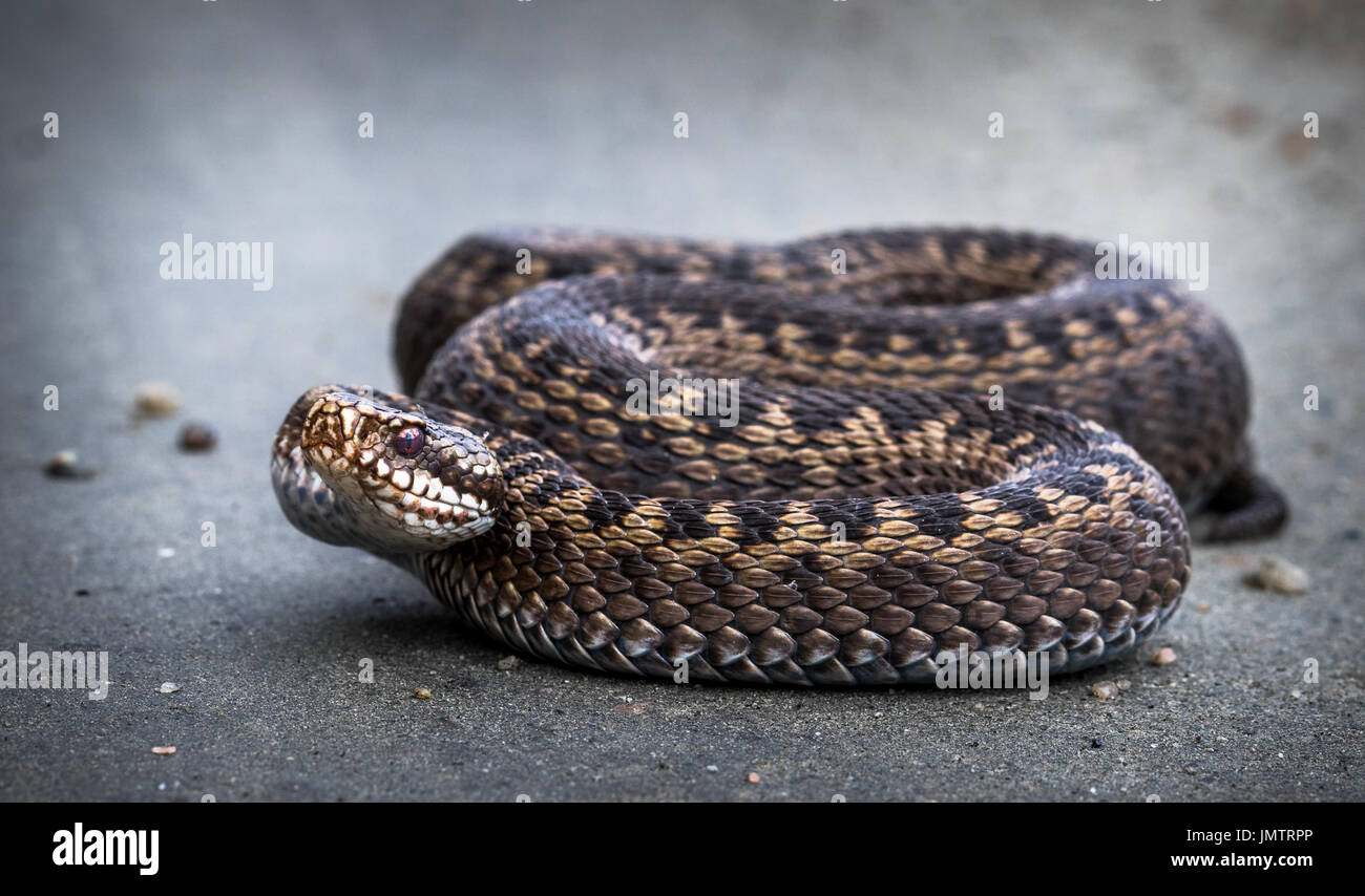 Snake, Common European Adder, Vipera berus Stock Photo - Alamy