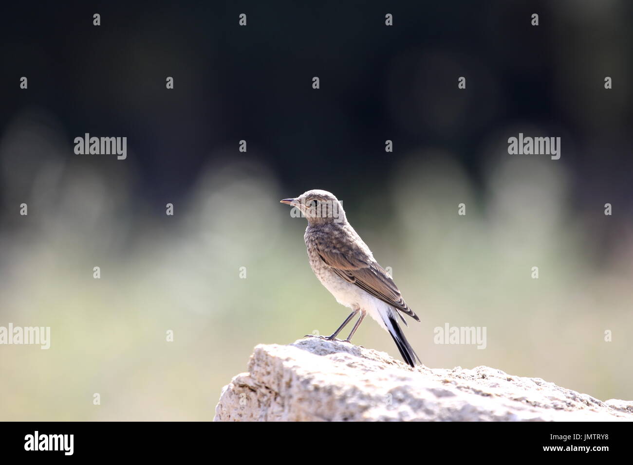 Excellentbirds hi-res stock photography and images - Alamy