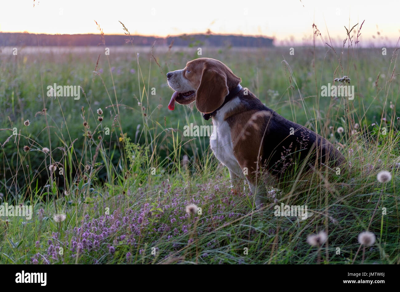 Dog portrait Beagle for a walk on a summer evening among the ...